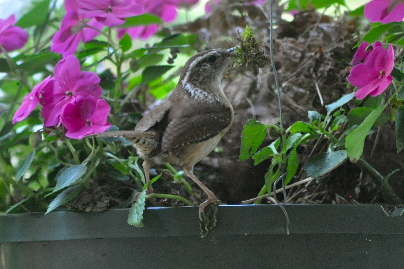 Green Place: Carolina Wrens' New Home