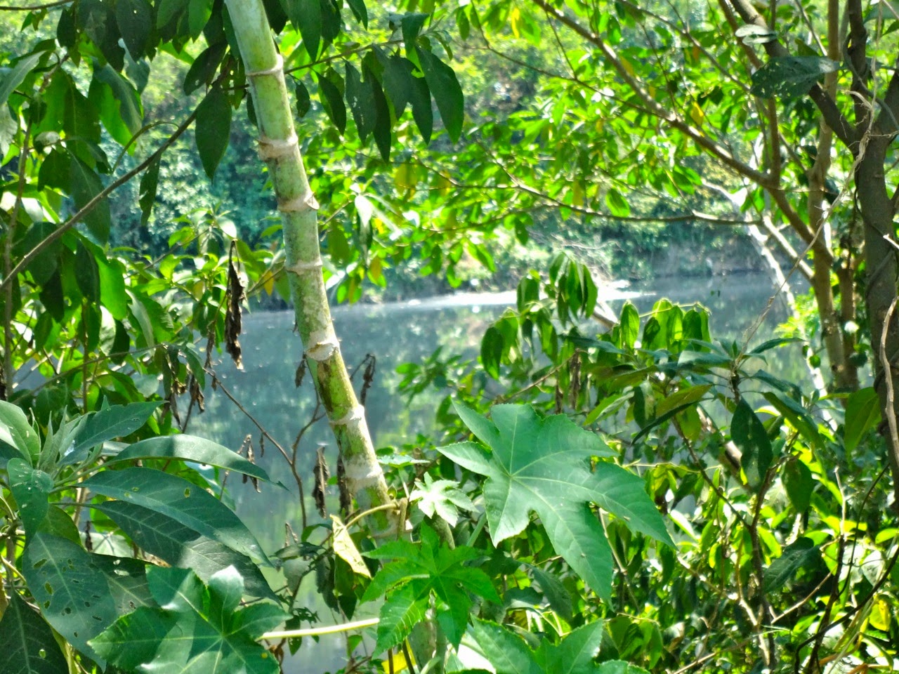 Parque Ecológico de Barueri (ex-Parque Ecológico do Tietê - Núcleo Ilha ...