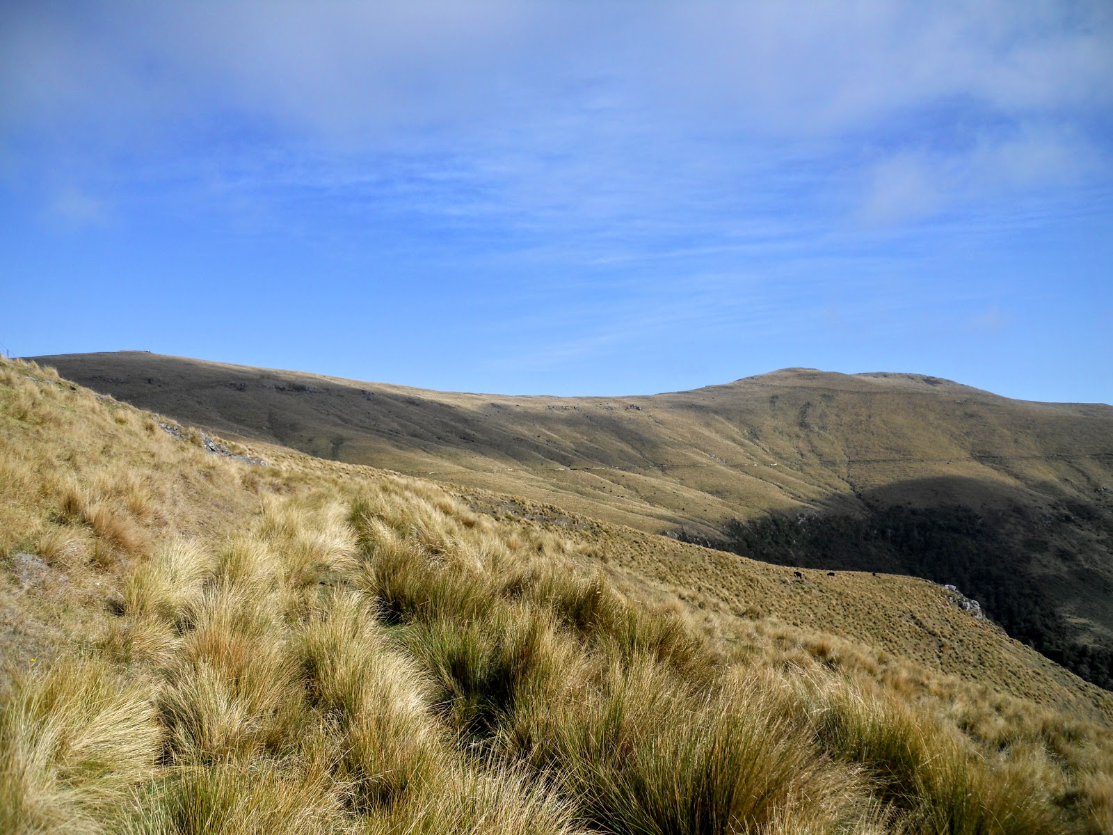 Tramping in the New Zealand backcountry: NZ Bush Adventures: Purau ...
