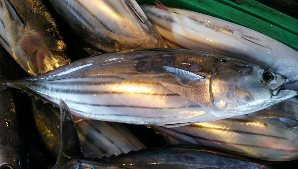 Is Skipjack Tuna Good to Eat? Here is the Answer - Tuna Skipjack Frozen ...