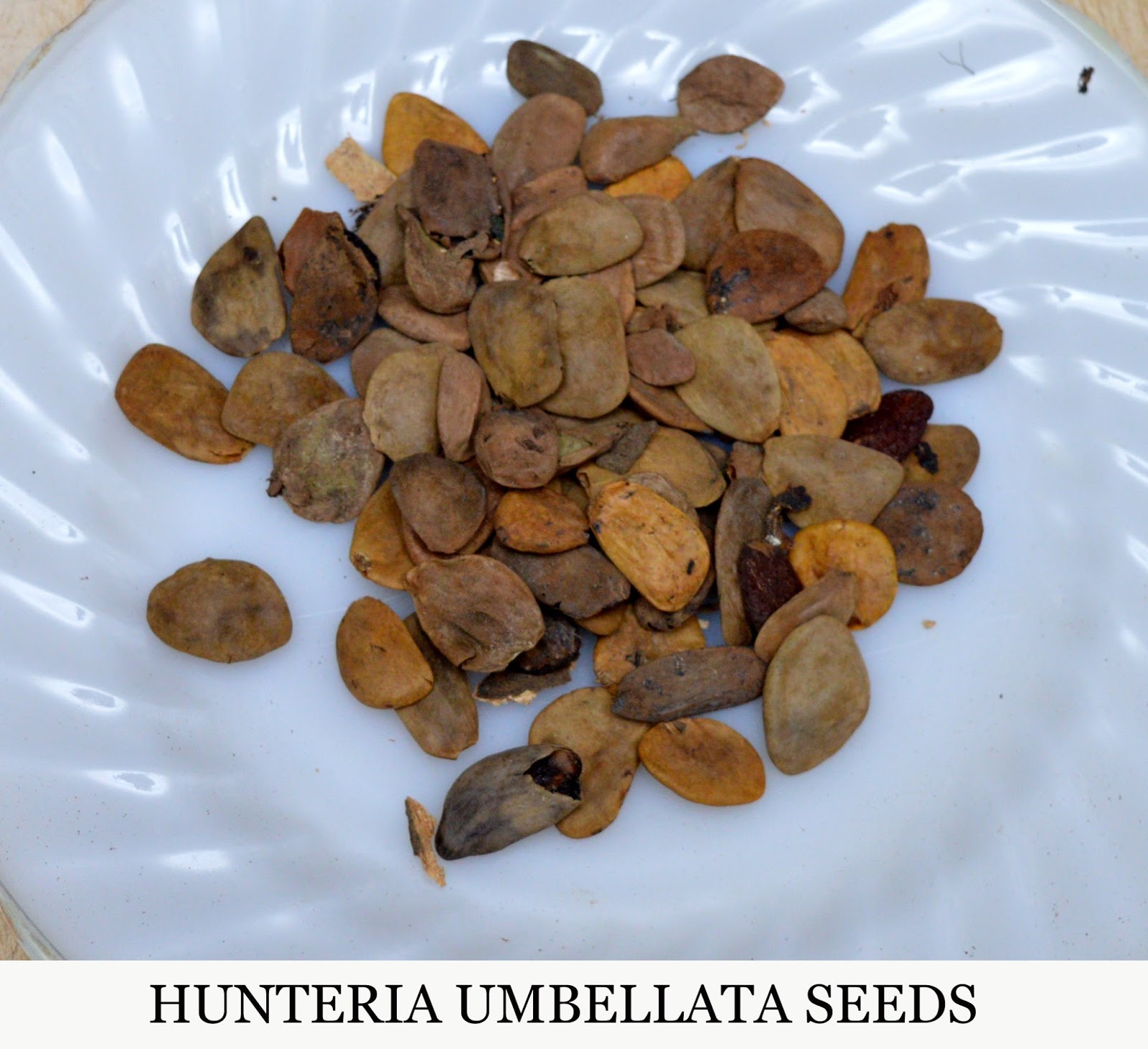 Alternative health tips, healthy lifestyle choices: Hunteria Umbellata ...