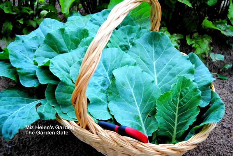 From Garden to Table Collard Greens
