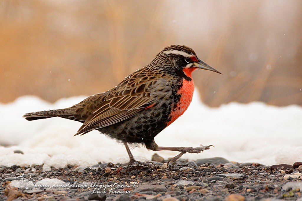 Aves del Nea: Loica común (Long-tailed Meadowlark) Sturnella loyca
