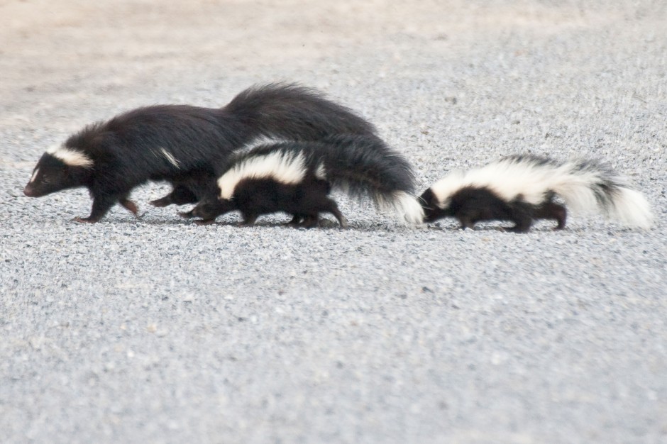 Skunk | The Biggest Animals Kingdom