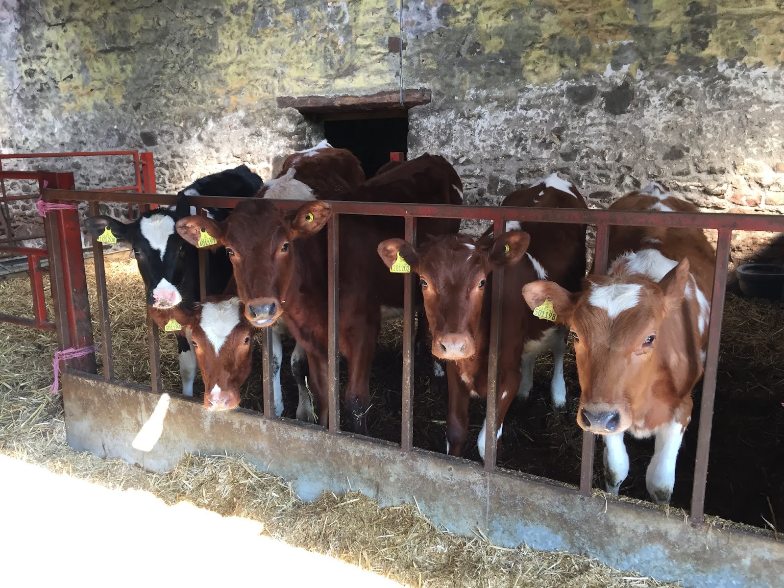 That Mardy Yorkshire Lass: THE COUNTRYSIDE LIFE- FARMING AND GAMEKEEPING