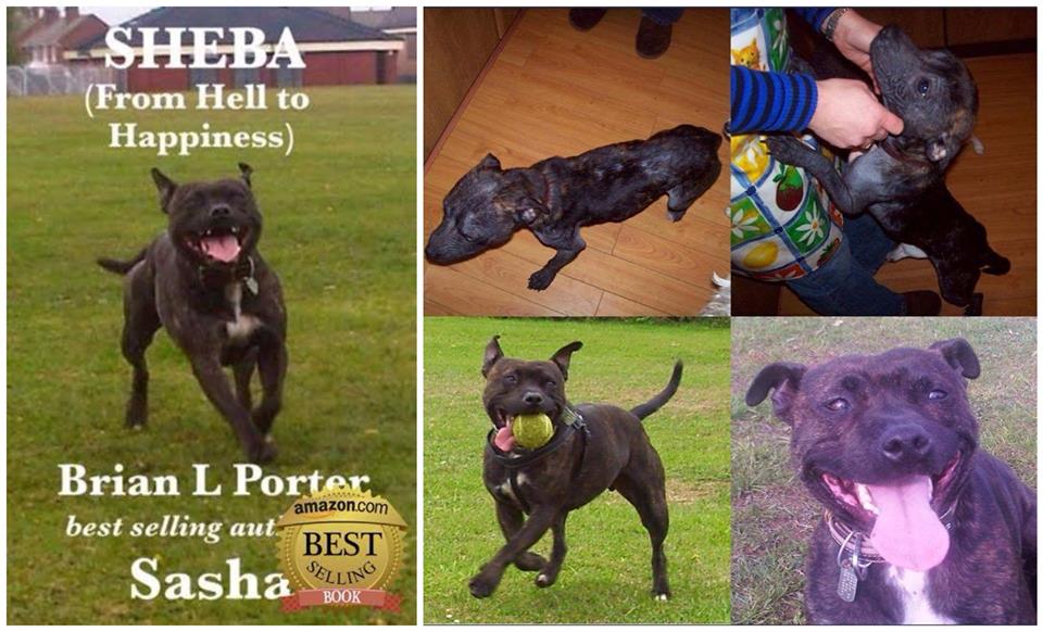 Sasha and Harry, Books, dogs and stuff: FANTASTIC NEW REVIEWS FOR SHEBA