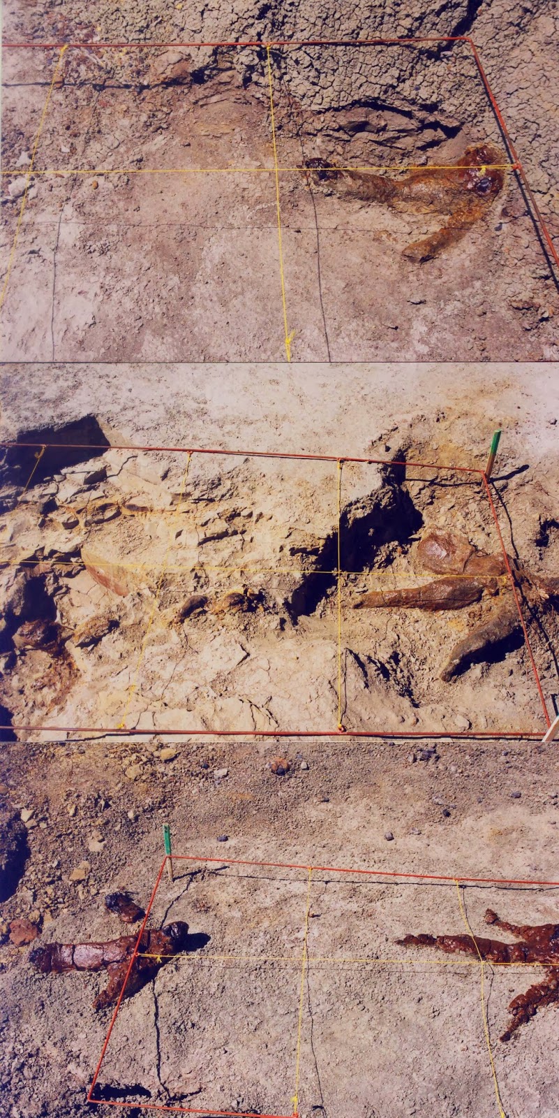 RMDRC paleo lab: Giant Oviraptor Tracks from the Hell Creek