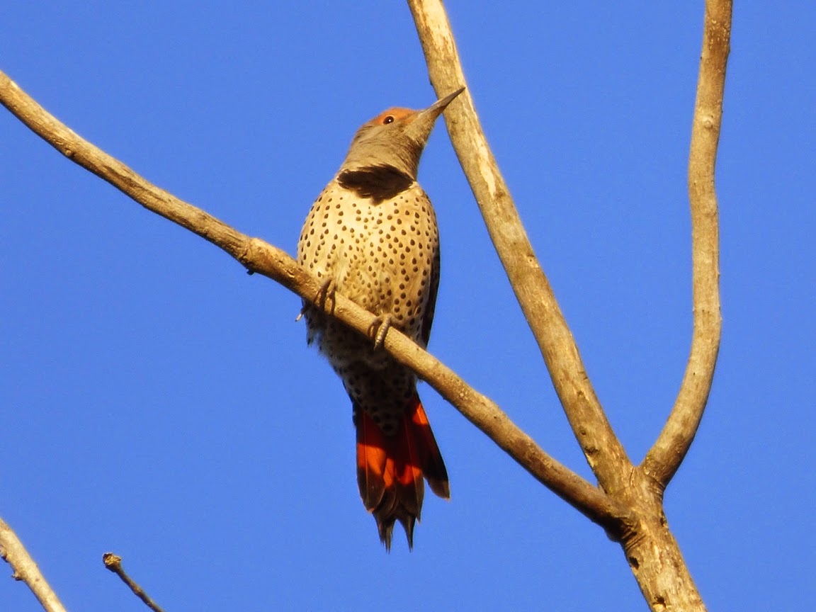 Geotripper's California Birds: Downy Woodpecker at Turlock Lake Campground