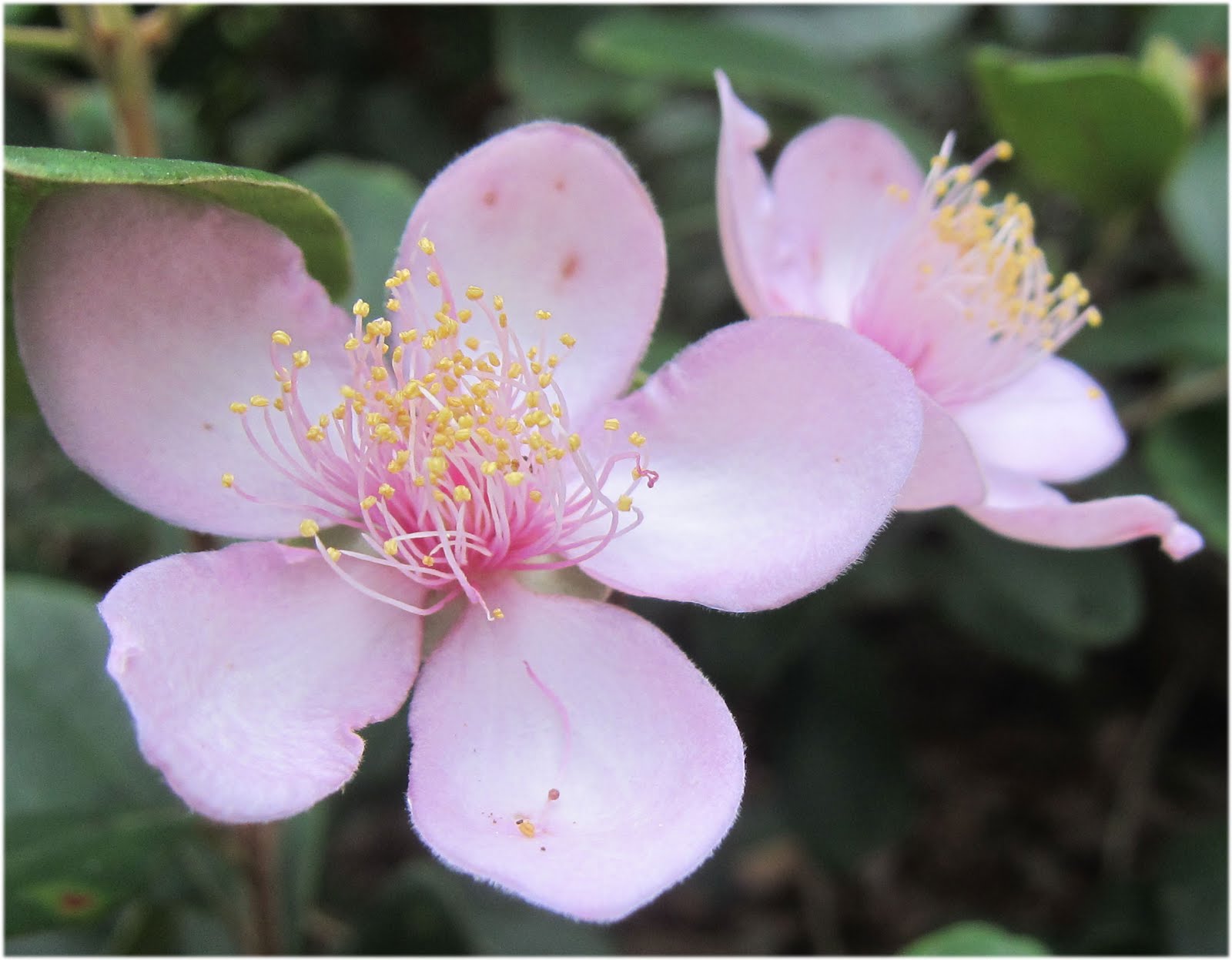 ...SeKaDaR CoReTaN....: POKOK KEMUNTING...