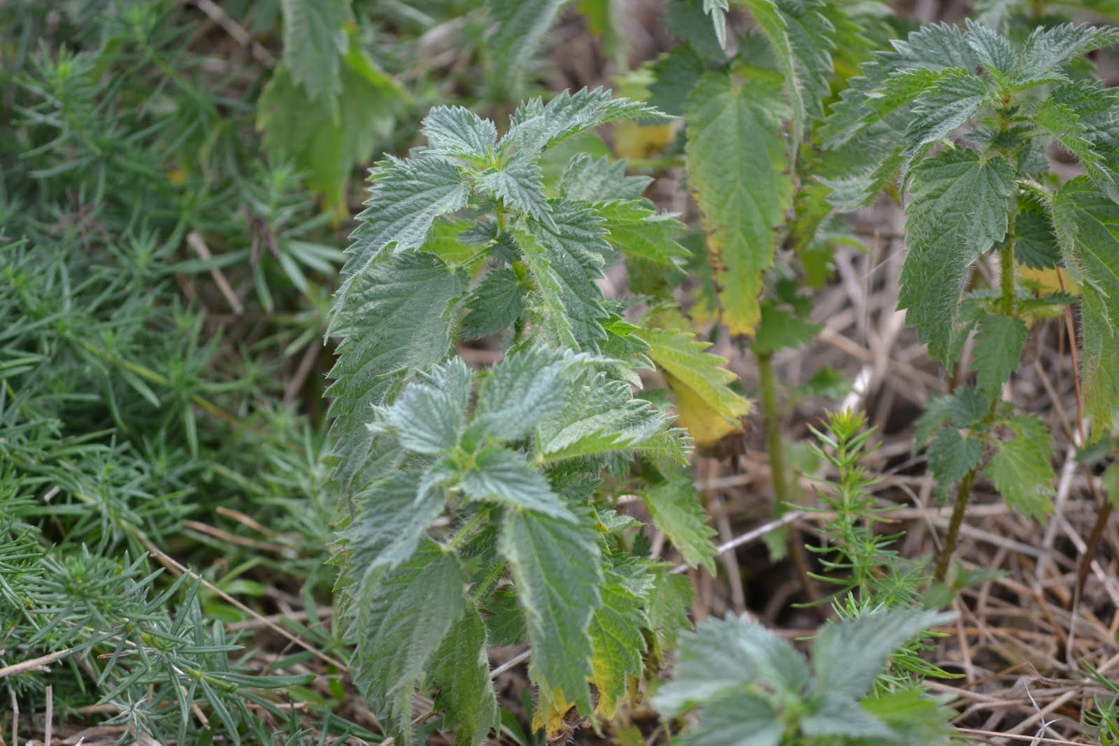 EN EL MONCAYO: Ortiga (Urtica urens-Urtica dioica)
