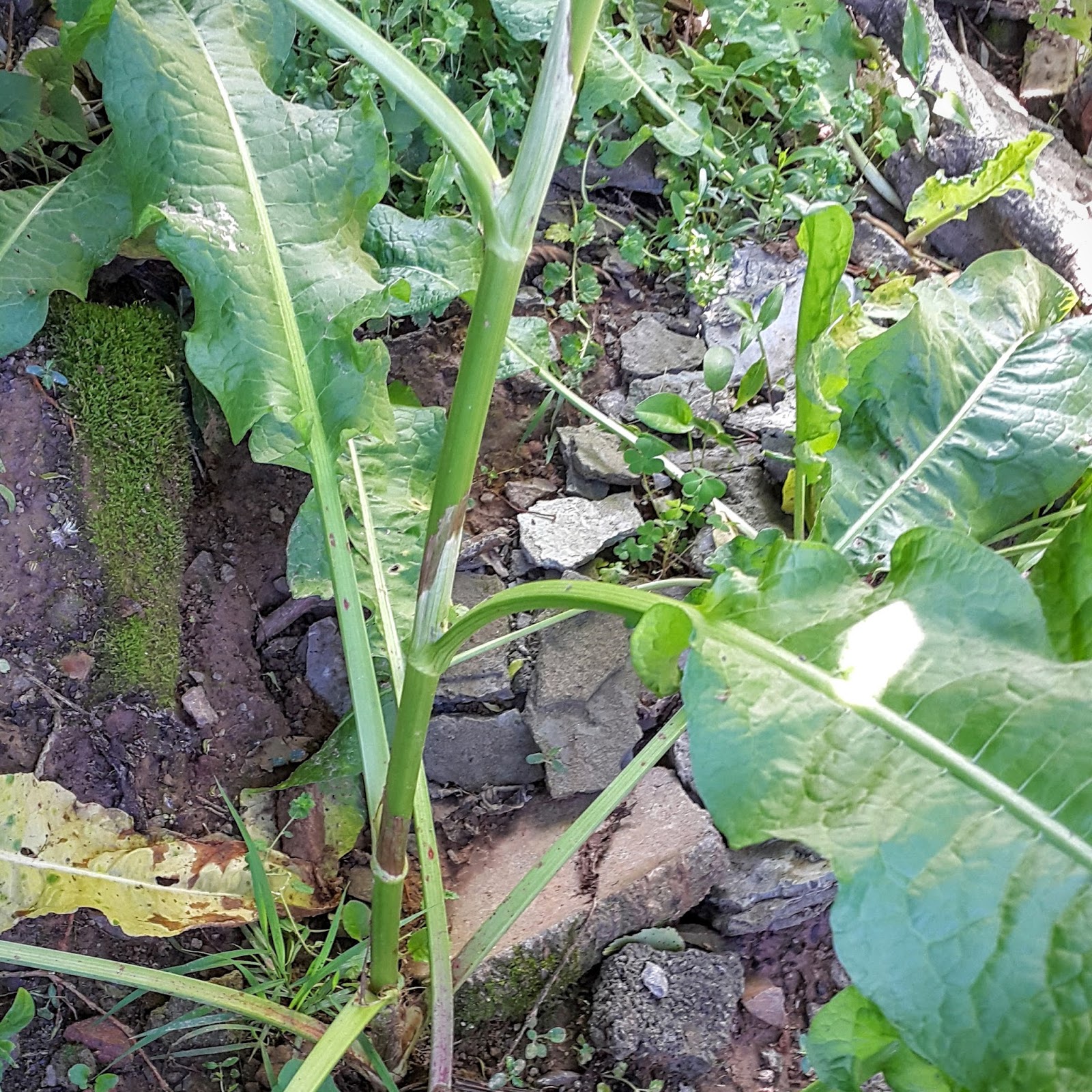"Verdade//aspas" : 👪 Polygonaceae (Rumex obtusifolius)
