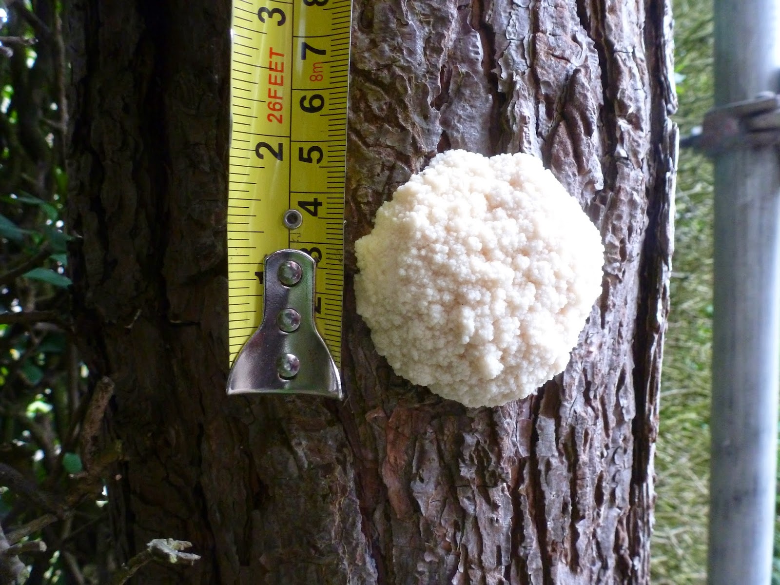 Calderdale Fungi - Halifax Scientific Society - Mycology Section: Life ...