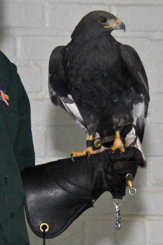 World Bird Sanctuary: Save a naturalist! Sponsor a glove!