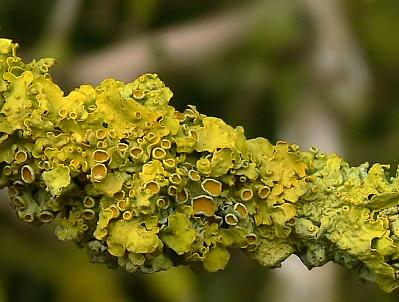 CIENCIAS NATURALES 1 OJA: LIQUEN