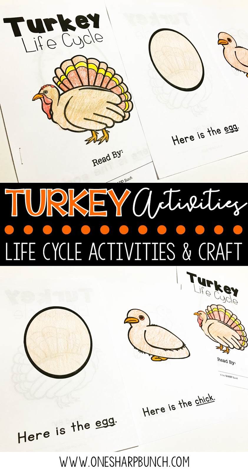 Turkey Life Cycle Activities - One Sharp Bunch