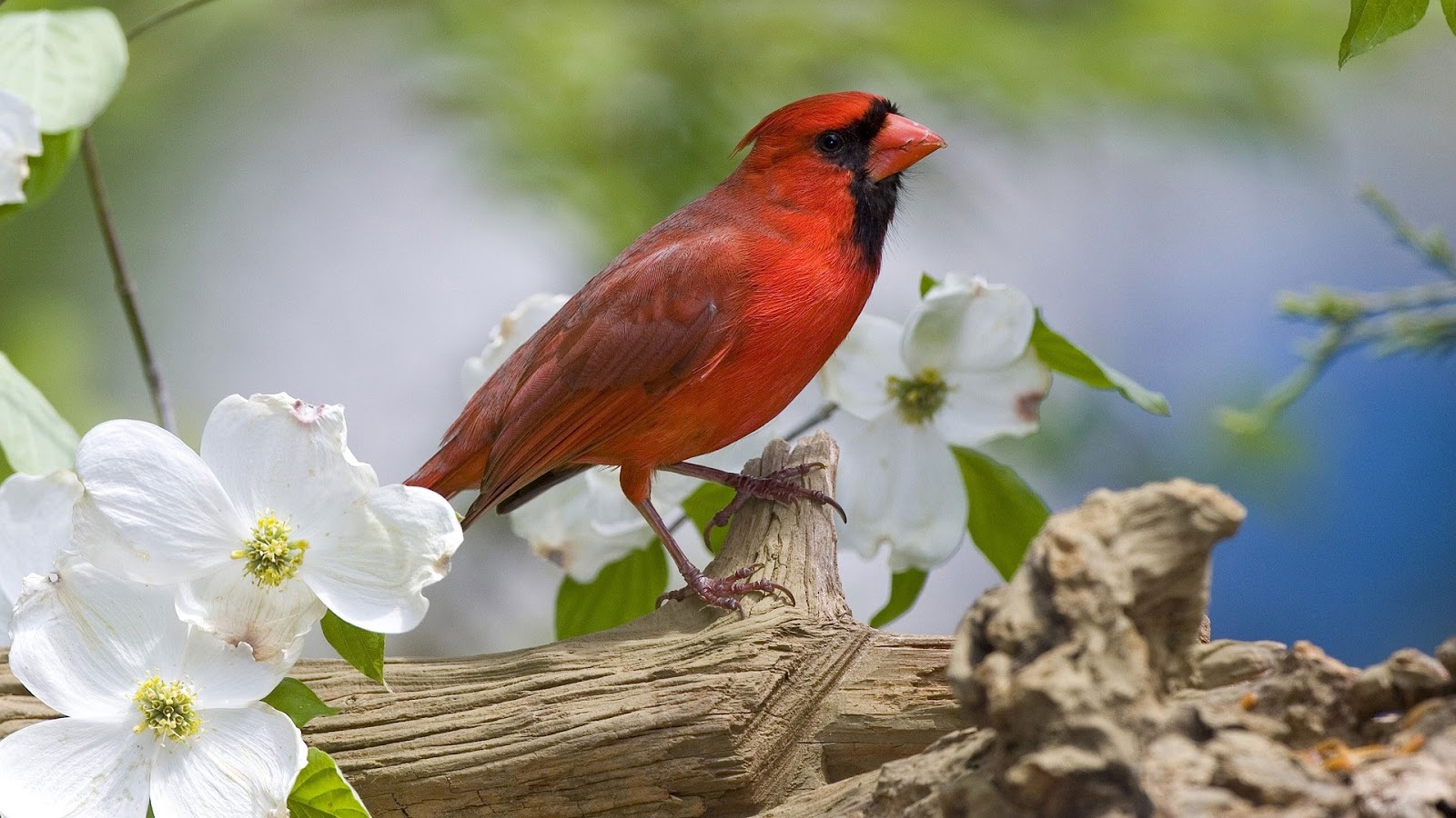 Cardinal Bird HD Wallpaper - HD Wallpapers - 9to5Wallpapers