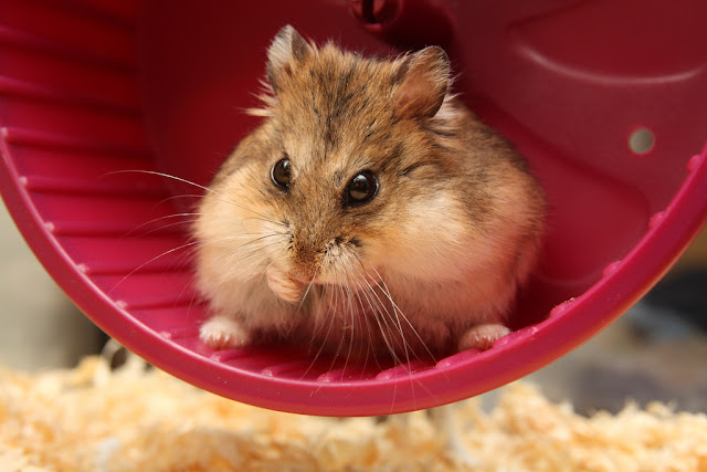 Hamster | The Biggest Animals Kingdom