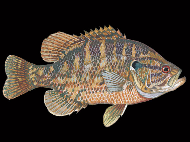 Freshwater Fish That Start With W Letter | Animals Name A To Z