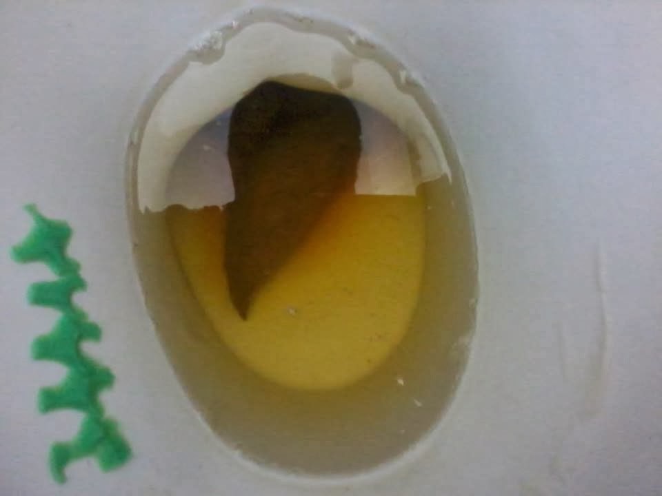 O Contemporâneo: Brasil: um país de merda