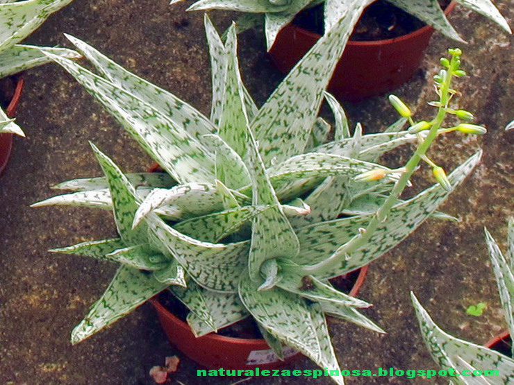 Naturaleza espinosa: Aloe rauhii