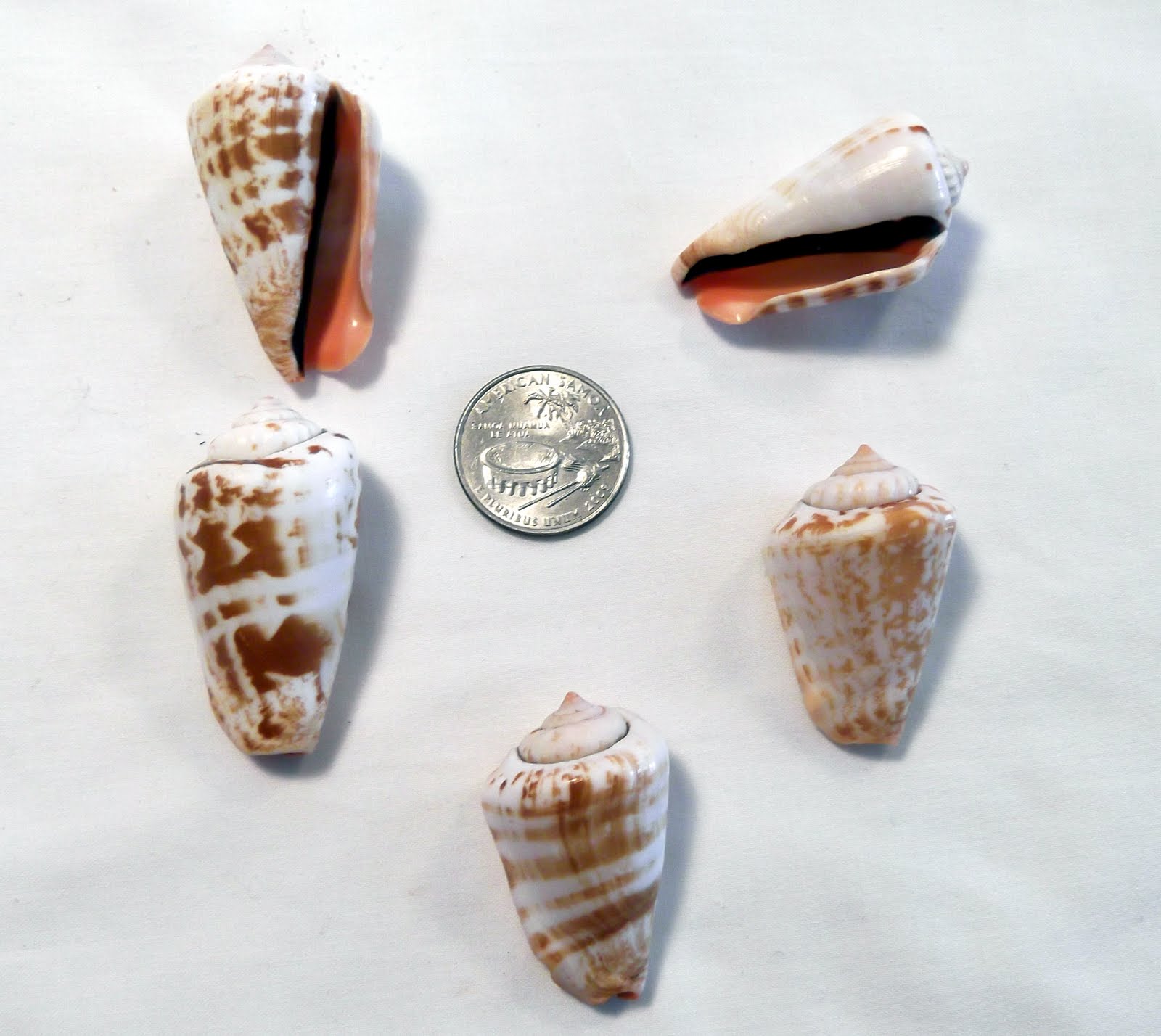 Across The Universe: Shelling in Samoa