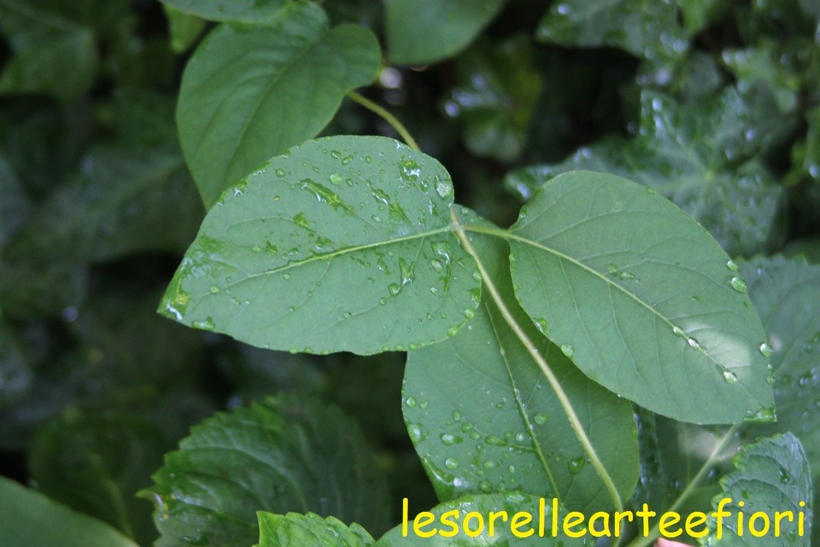 Lesorellearteefiori: Lonicera Caprifolium ( Caprifoglio)