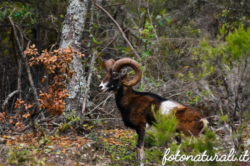 AmicoMario: IL MUFLONE: VERA ICONA DELLA SARDEGNA, COME I NURAGHI. LO ...