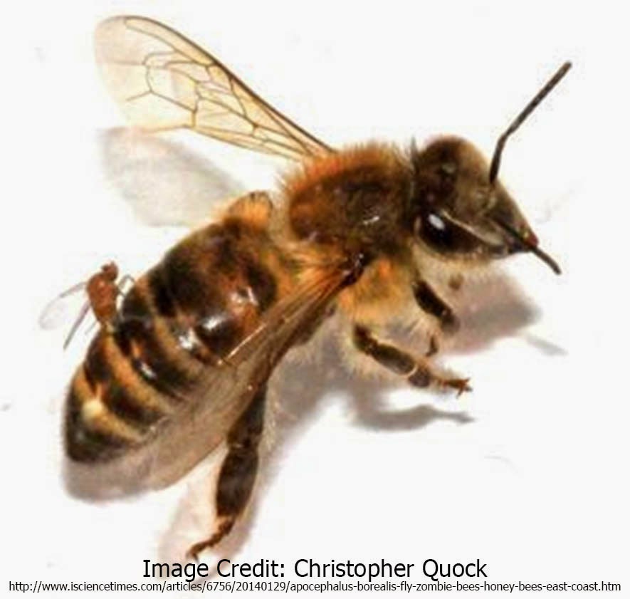 Bizarre Creature of the Day: Creature 151: Apocephalus borealis