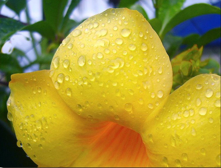 Natureza...lindaaaaaaaa!!: AMARELO A COR DA ENERGIA... A COR SOLAR...