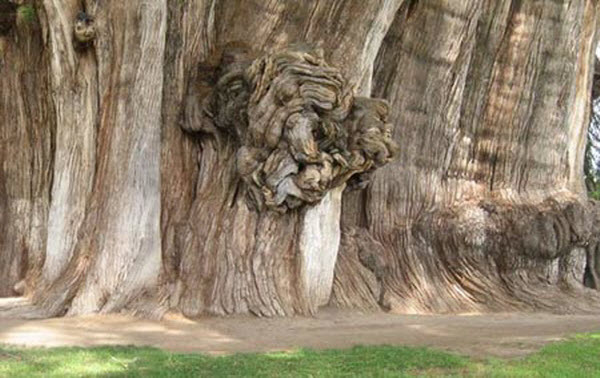Unusual trees around the world | Ladies Mails