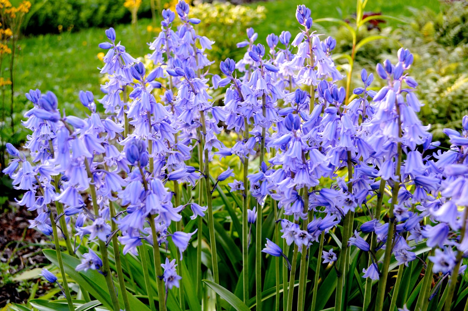 The DuBrule Diaries: Plant Bulbs Now - Next Spring... WOW!