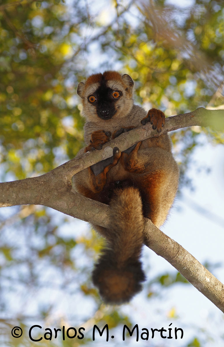 gaviotas y anillas: OT: Lemuriformes
