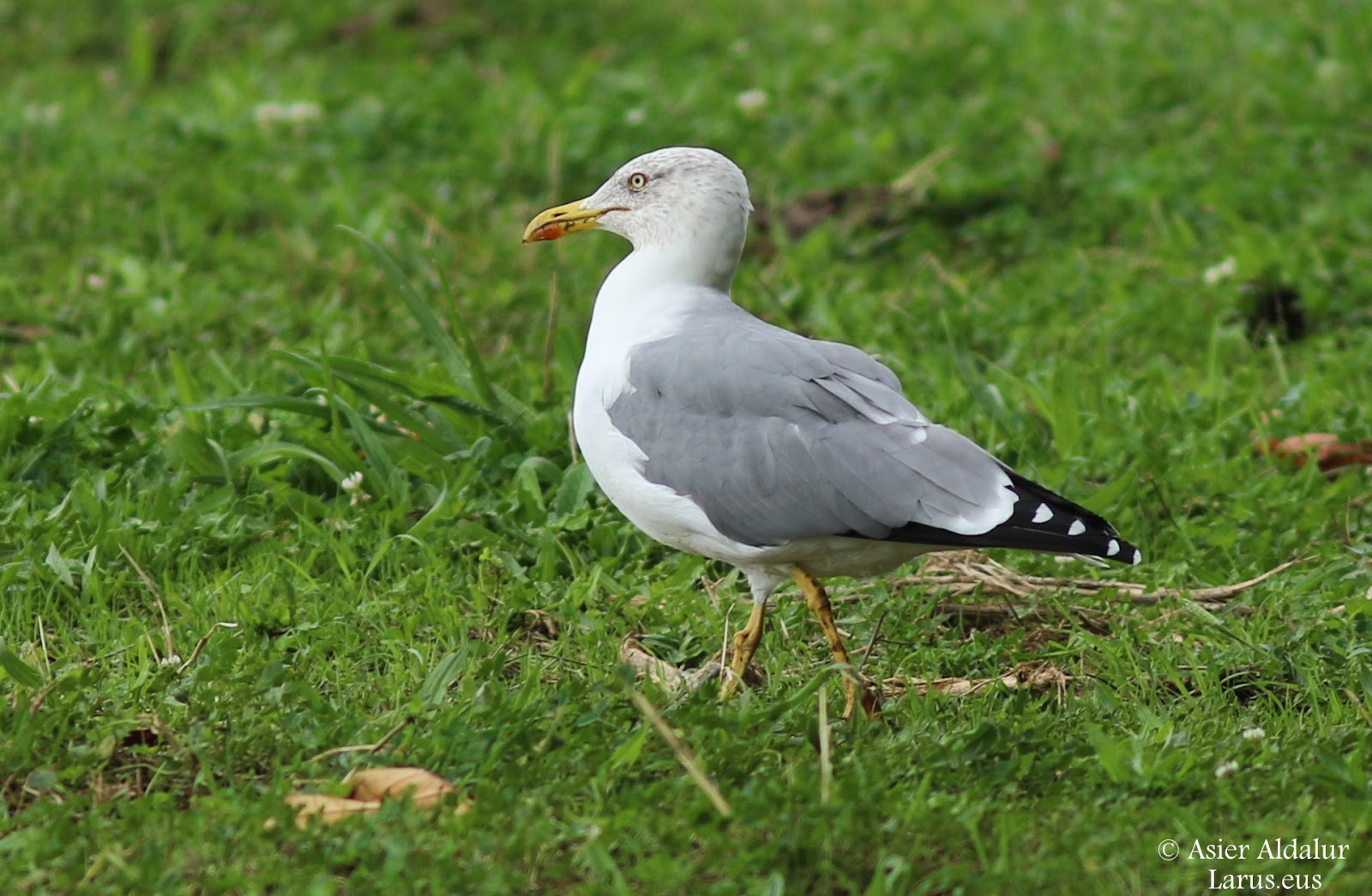 Larus.eus: (Larus michahellis atlantis) Yellow-legged gull from The ...
