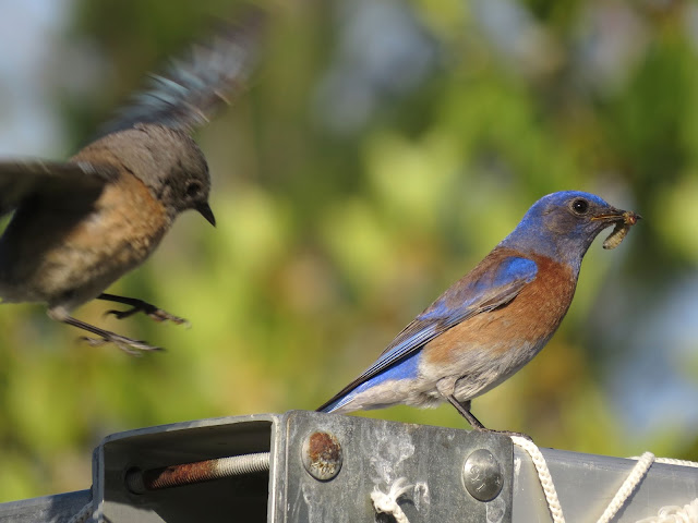 Silver Parrot: WBW - Meet the Bluebirds