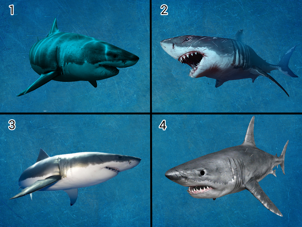 Mentahan ikan hiu PNG buat edit foto