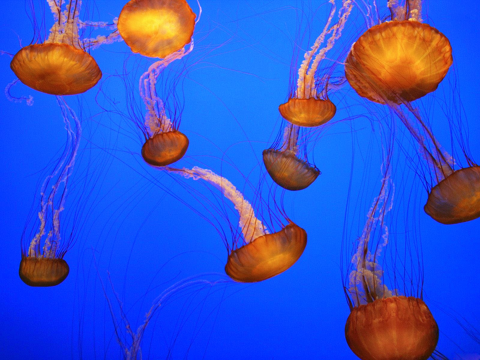 Jelly Fish Flying in Water Wallpaper
