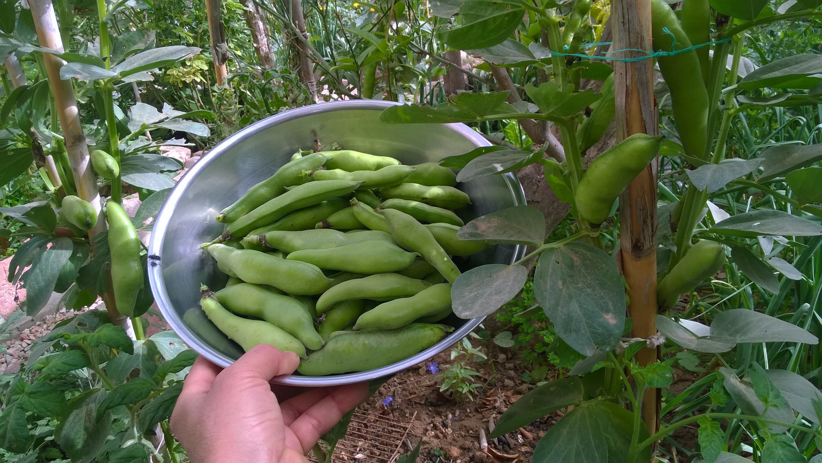 How To Grow Broad Beans