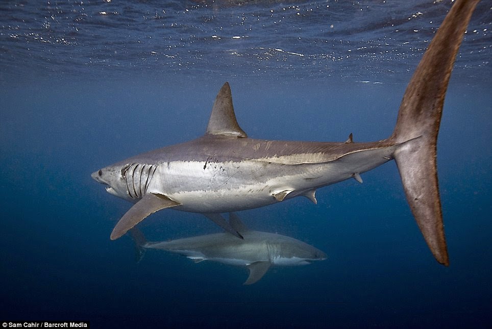 Tiburones en Galicia: Ventajas de la endotermia
