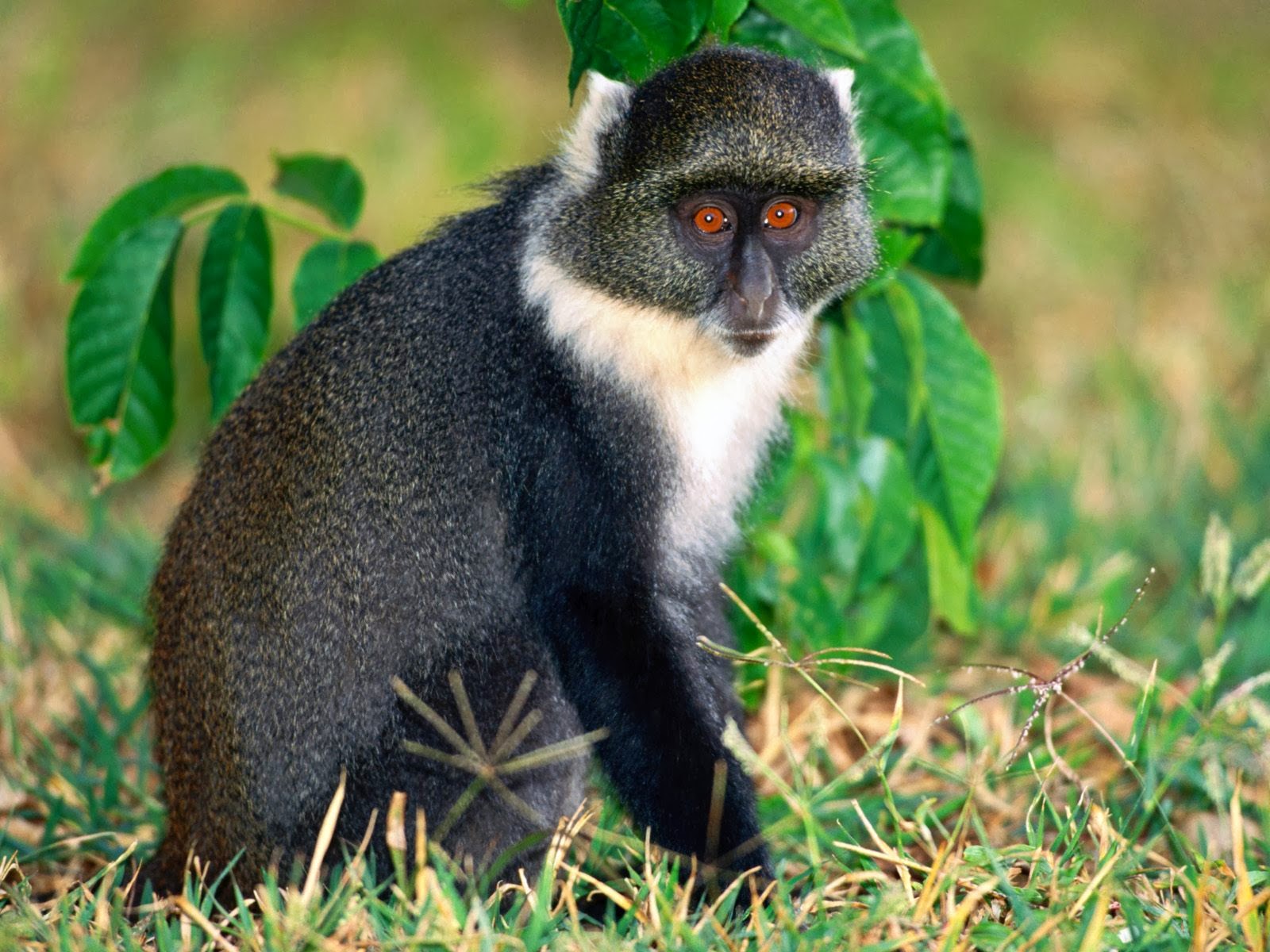 monkey wallpapers hd | Google HD images