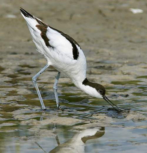 Pied avocet | Birds of India | Bird World