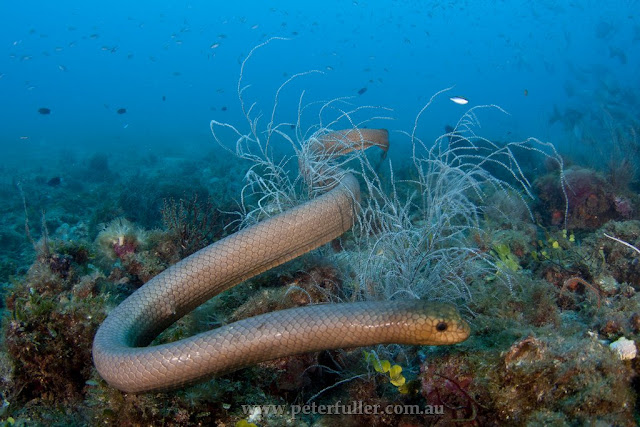 Ular Asli Indonesia: Ular Laut Zaitun (Aipysurus laevis)