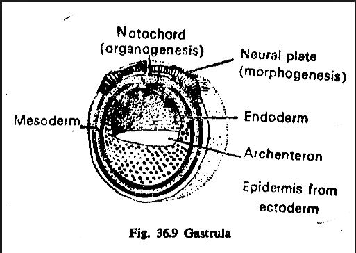 Endoderm |Genetic Engineering Info