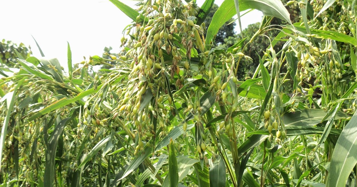 Hanjeli, Jali-jali atau Jawawut adalah tanaman yang jadi nama Pulau ...