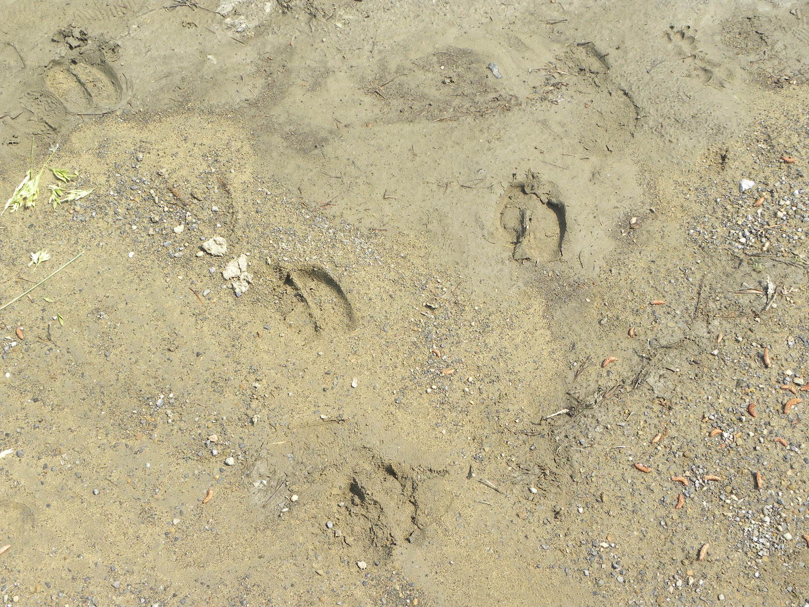 Zoo Tails: Elk Country Visitor Center Review