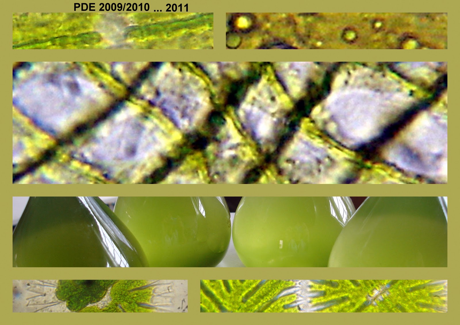Cultivo de Microalgas em Fotobiorreatores: Microalgas... Professores ...