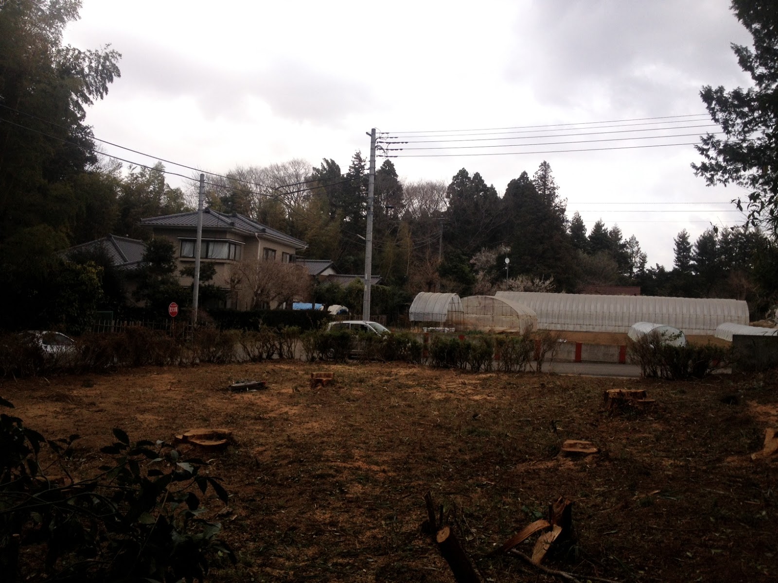 Our Japanese Eco-Kominka: East Side Tree felling in February 2013.