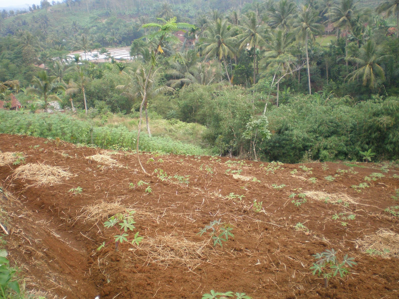 Selamat Datang di Agrobisnis sukses gue