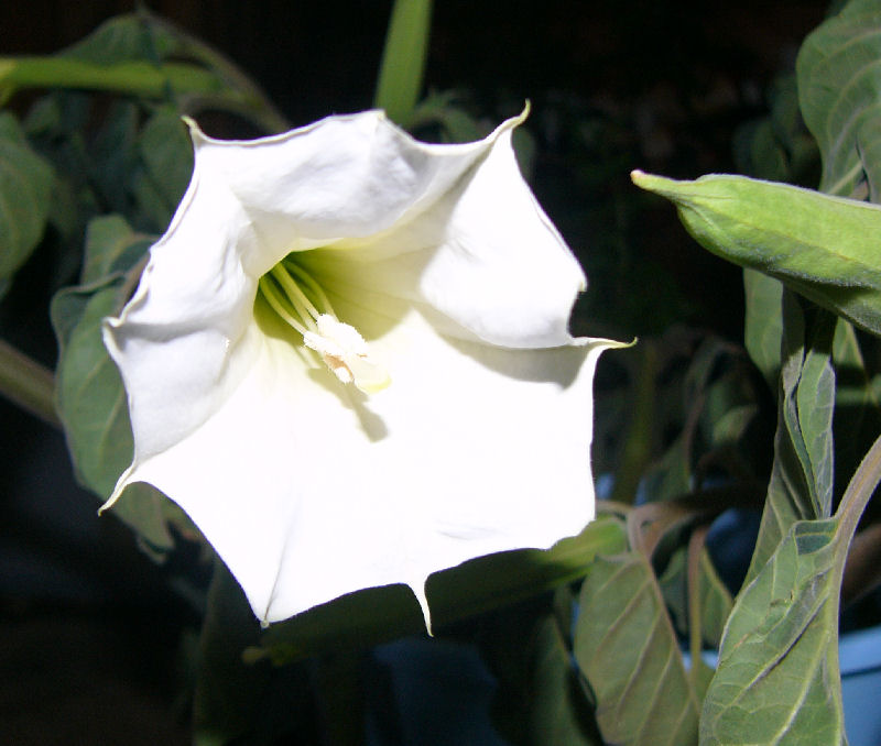 Datura - The Moon Lady