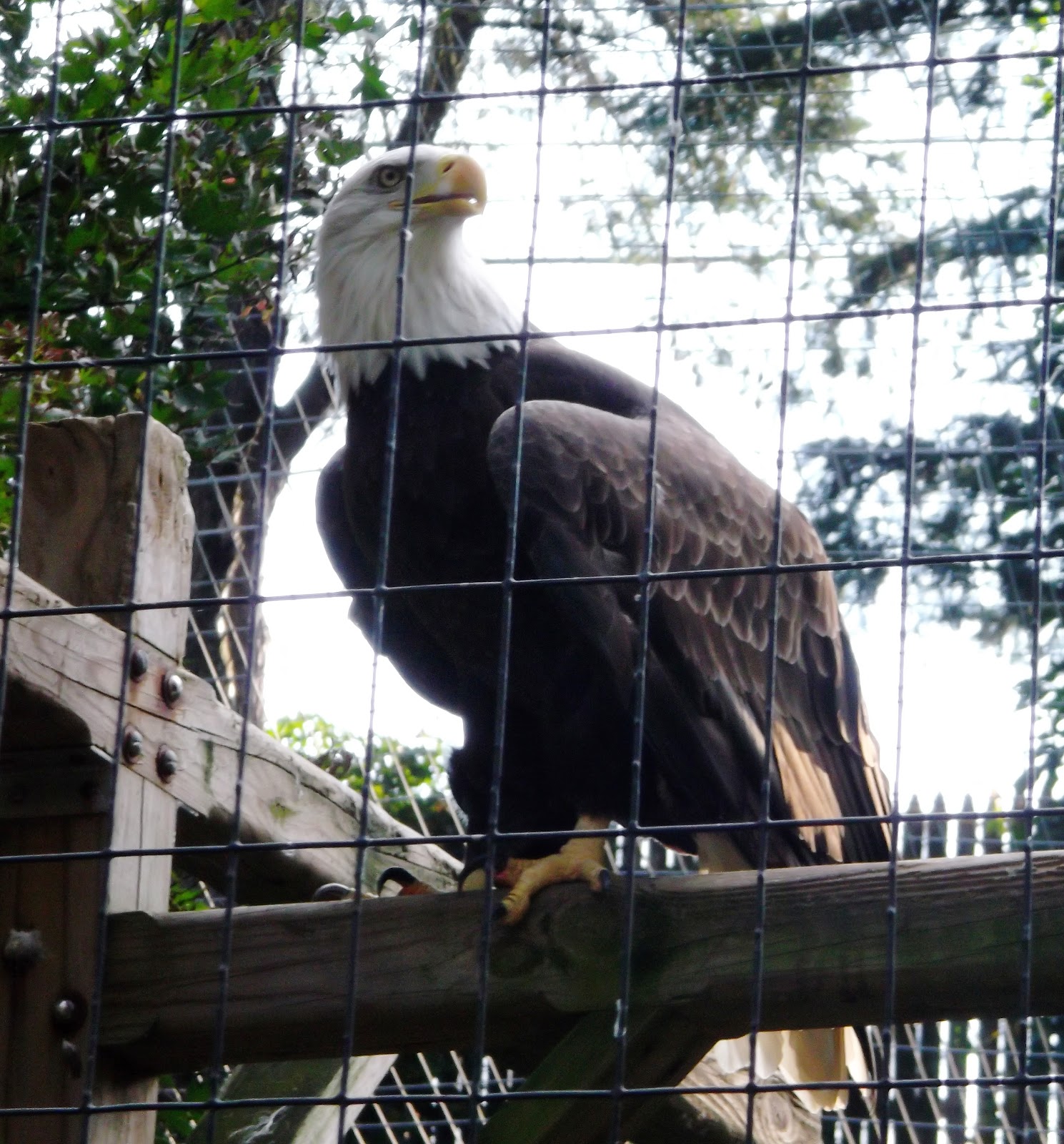 Our Zoo Blog: Philadelphia Zoo | Eagle | Oct. 2012