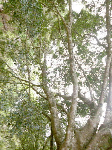 Taiwan Banyan or Indian Laurel - Panu Nuga | SL Flora